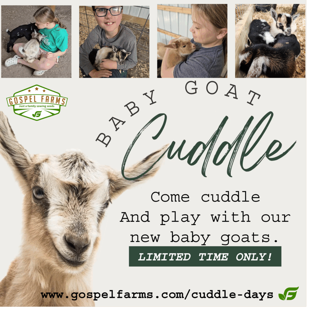 Cuddle Days – Gospel Farms